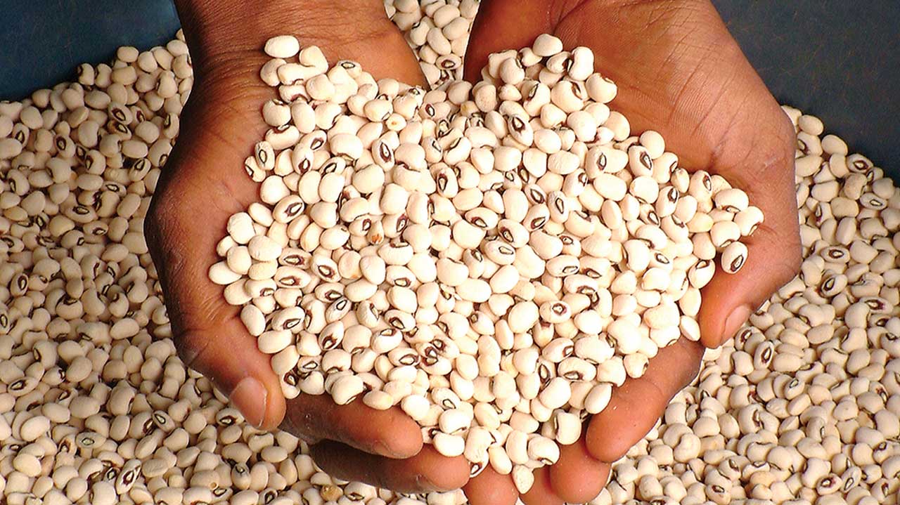 BEANS/COWPEA FARMING BUSINESS PLAN IN NIGERIA