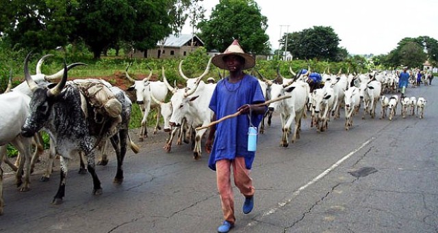 CATTLE REARING BUSINESS PLAN IN NIGERIA