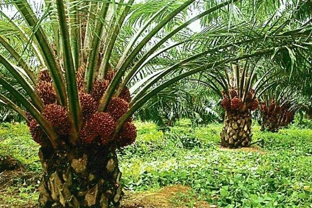 PALM KERNEL OIL EXTRACTION BUSINESS PLAN IN NIGERIA
