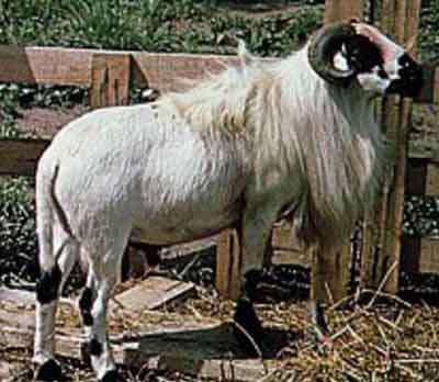 RAM/SHEEP REARING BUSINESS PLAN IN NIGERIA