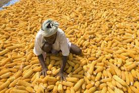 MAIZE FARMING AND PROCESSING BUSINESS PLAN IN NIGERIA
