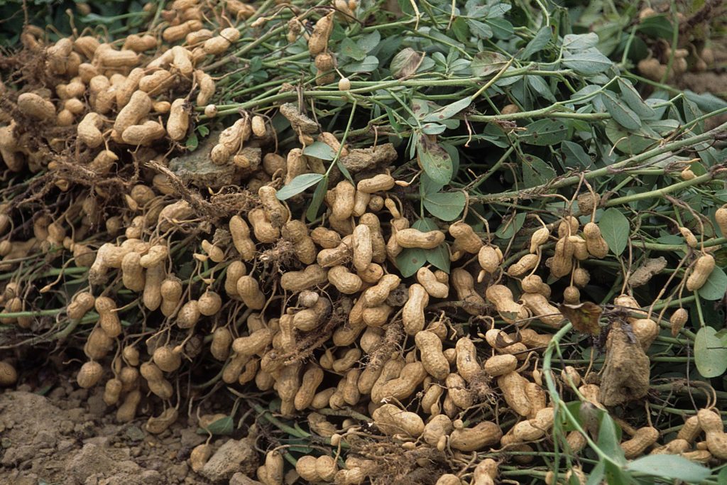 PEANUT FARMING AND PROCESSING BUSINESS PLAN IN NIGERIA