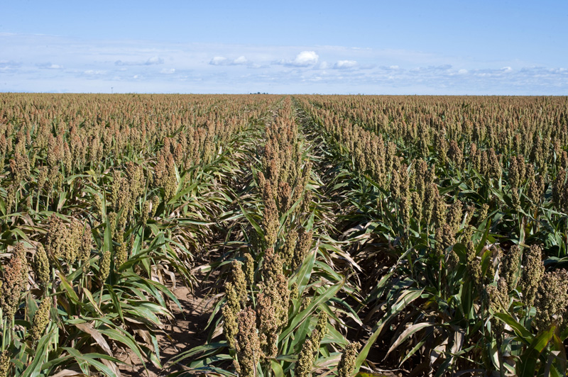 SORGHUM FARMING AND PROCESSING BUSINESS PLAN IN NIGERIA