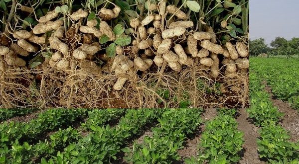 GROUNDNUT FARMING AND PROCESSING BUSINESS PLAN IN NIGERIA