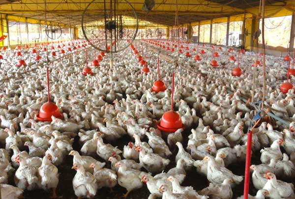 12 ways to profit from the Poultry Value Chain in Nigeria - Youth ...
