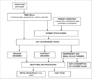 12 ways to profit from the Poultry Value Chain in Nigeria - Youth ...