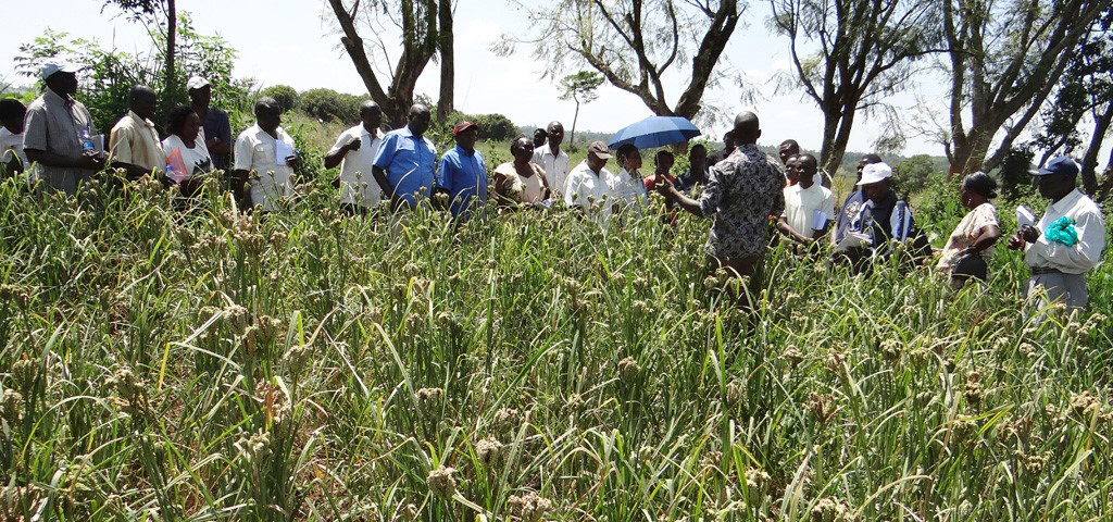 25 ways to profit from the Tamba (Finger Millet ) Value Chain in Nigeria