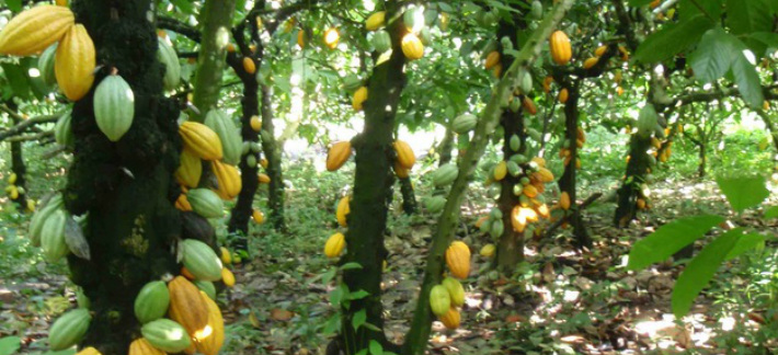 How To Start A Cocoa Farm Business in Nigeria - Youth Entrepreneurship