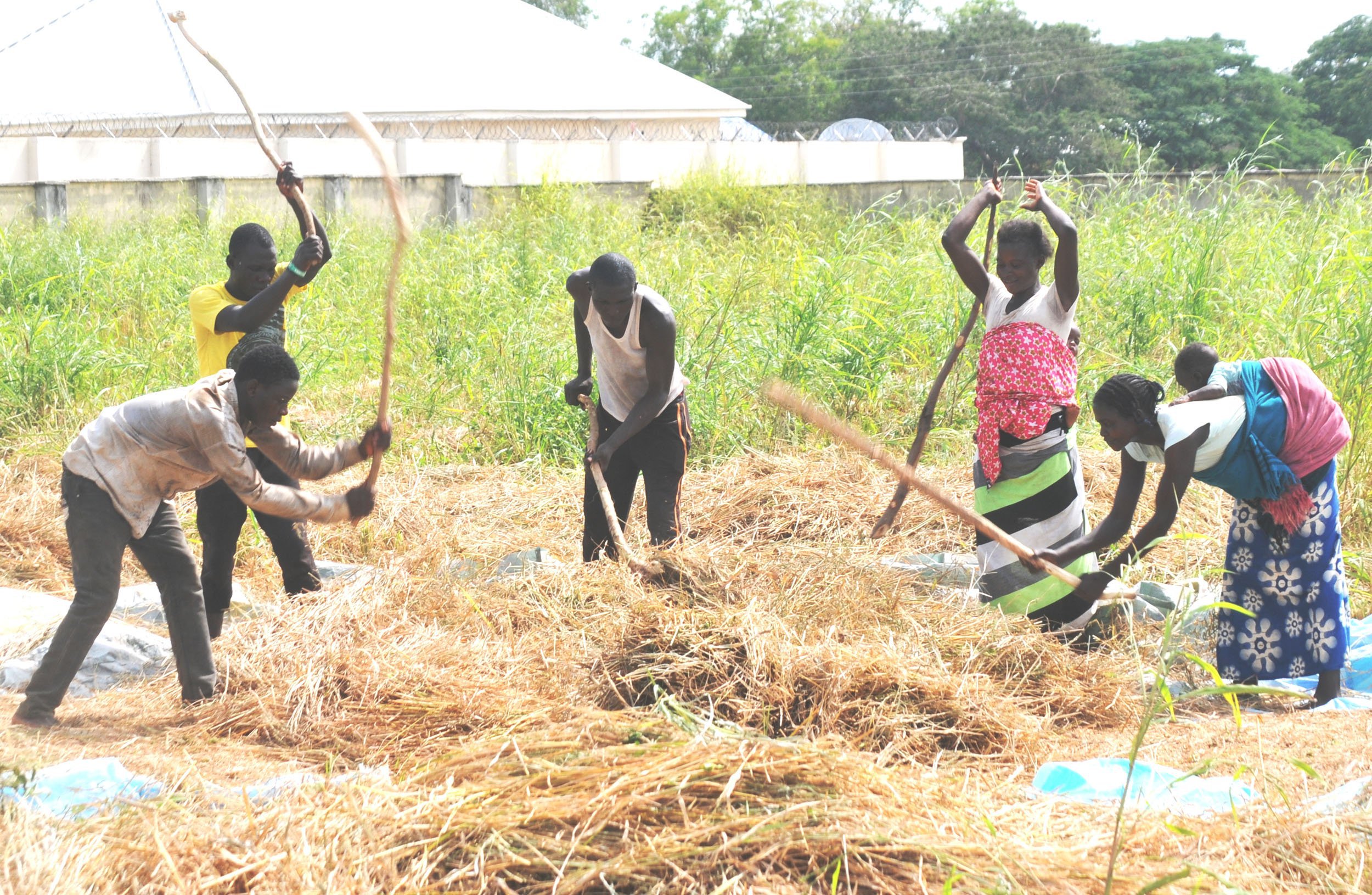 How To Start A Rice Production Business|Cost, Implication, Requirement