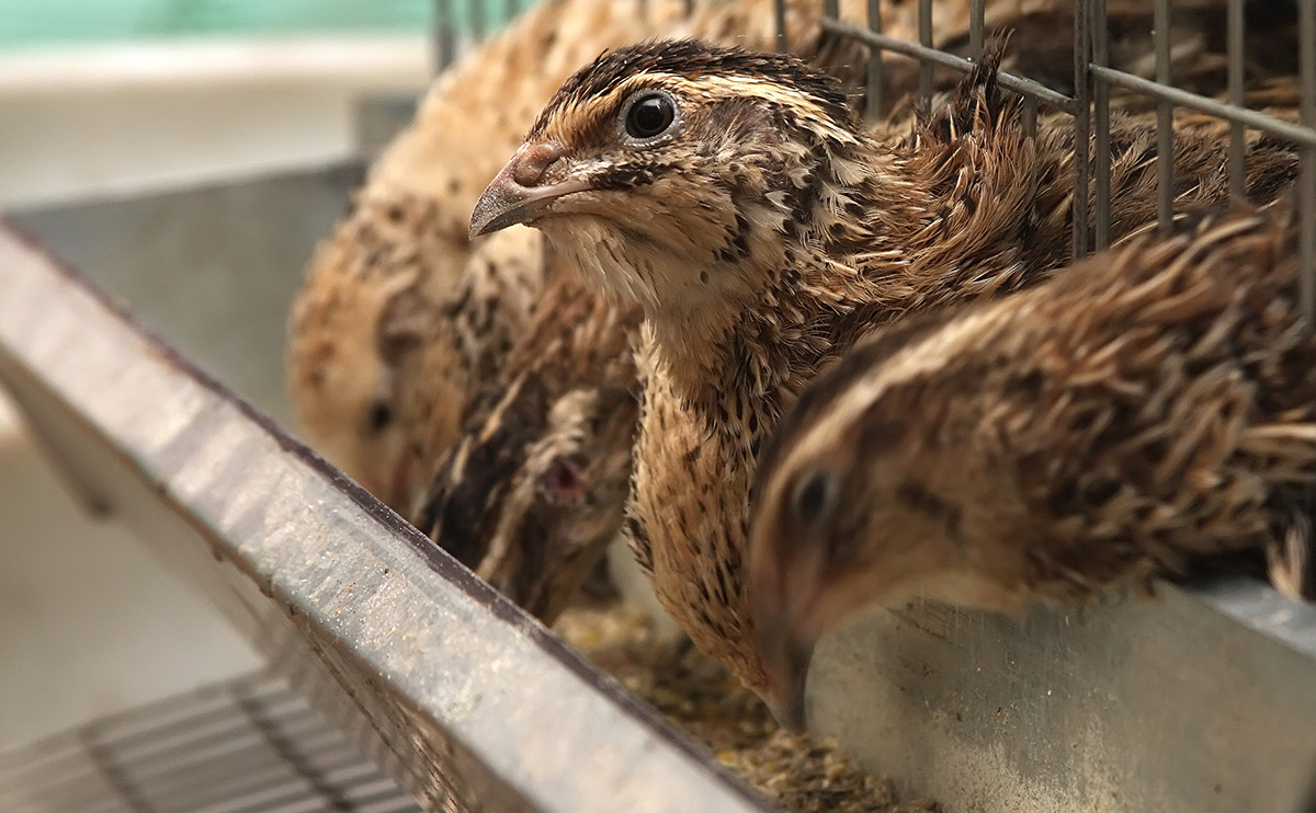 How To Set Up A Quail Farm Business in Nigeria - Youth Entrepreneurship