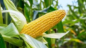 Executive Summary of Maize Farming Business Plan in Nigeria