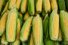 Executive Summary of Maize Farming Business Plan in Nigeria