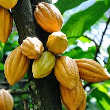 Executive Summary of Cocoa Farming Business Plan in Nigeria.