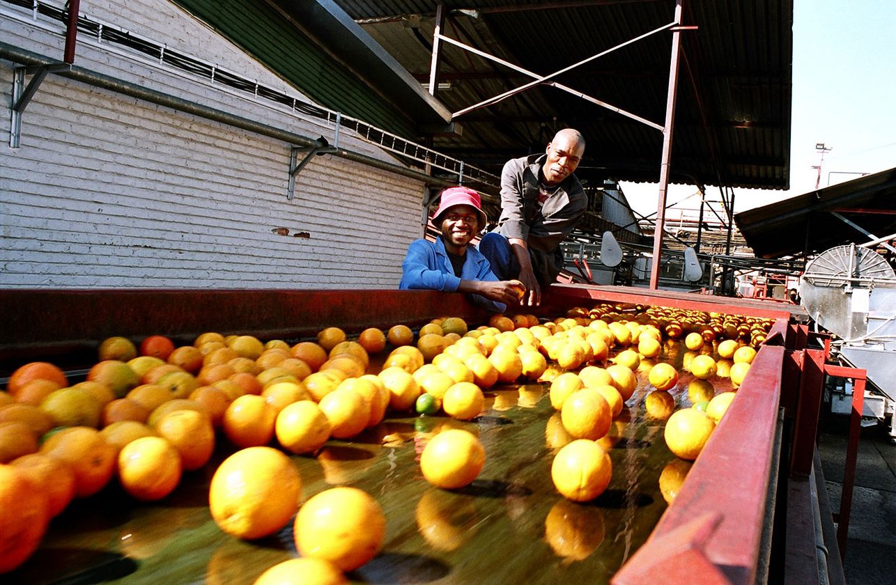 CITRUS FARM/ORCHARD BUSINESS PLAN IN NIGERIA