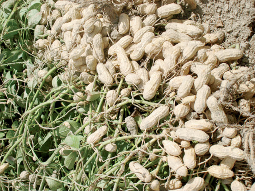 GROUNDNUT FARMING AND PROCESSING BUSINESS PLAN IN NIGERIA - Youth ...