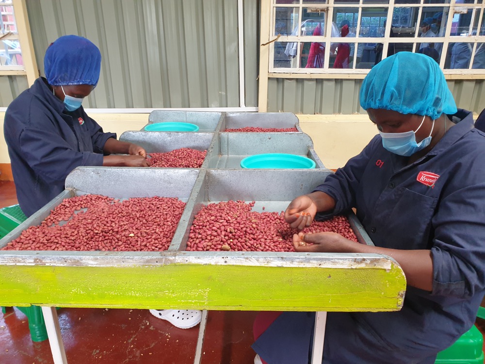 GROUNDNUT FARMING AND PROCESSING BUSINESS PLAN IN NIGERIA - Youth ...